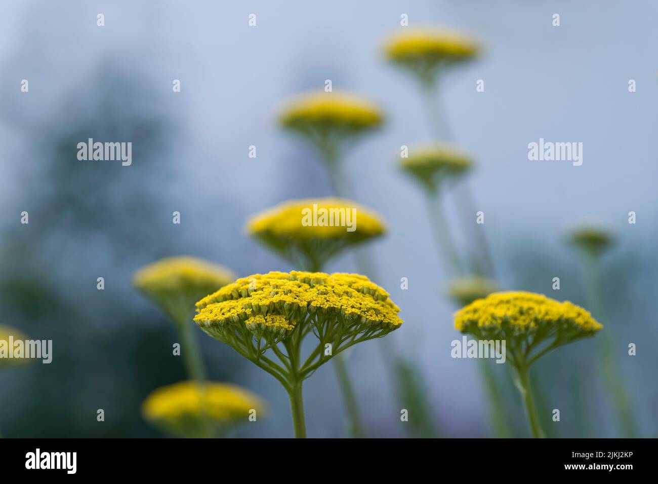bright yellow flowers of golden yarrow (Achillea filipendulina ...