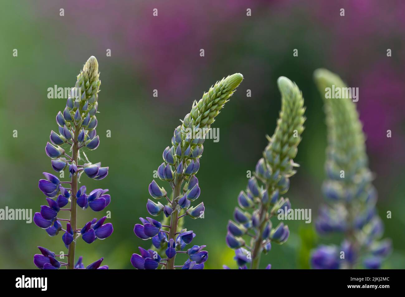 Lila lupinus hi-res stock photography and images - Alamy