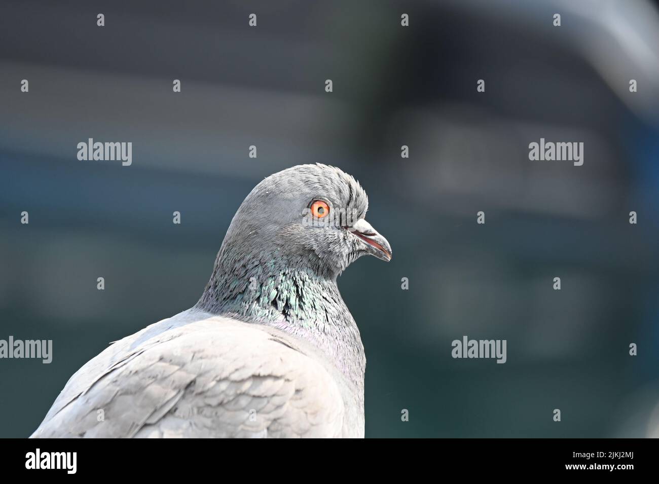 A portrait of a fluffy pigeon in the blurred background Stock Photo - Alamy