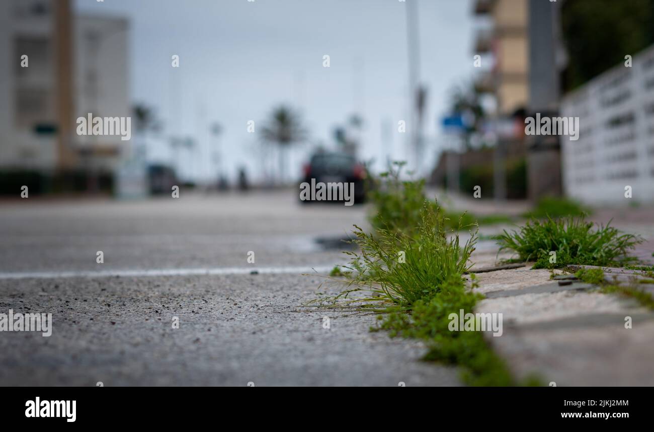 A low-angle shot of grass growing on asphalt in a blurry background ...