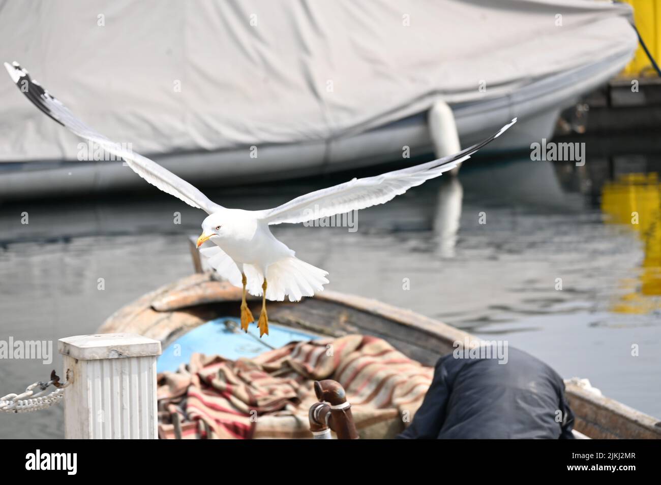 A gray seagull in the flight (seabird of the family Laridae Stock Photo ...