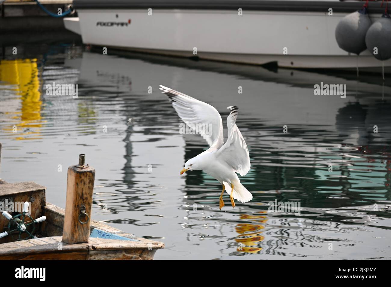 A seagull flying to the boat in a harbor Stock Photo - Alamy