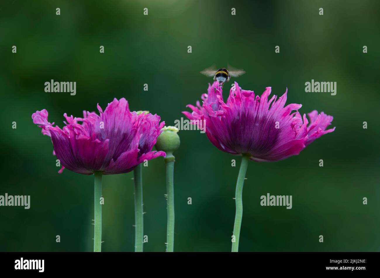 a bumblebee flies to a purple flower of the ornamental poppy (Papaver ...