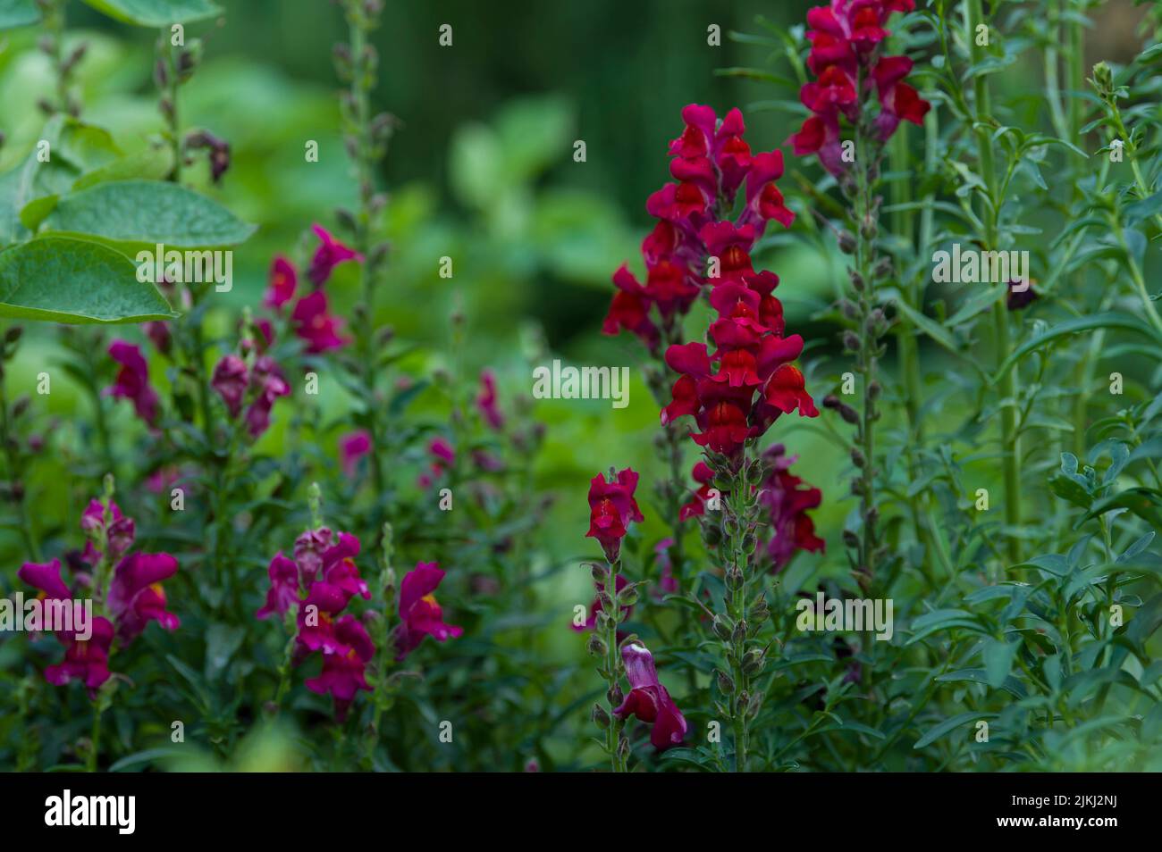 red flowers of snapdragon (Antirrhinum), Germany Stock Photo - Alamy