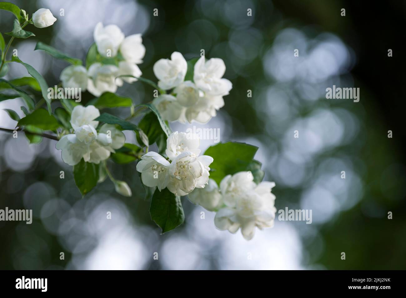 white flowers of the European pipe bush (Philadelphus coronarius), also ...