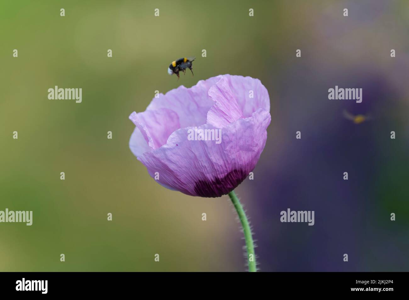 a bumblebee flies to a flower of the ornamental poppy (Papaver ...