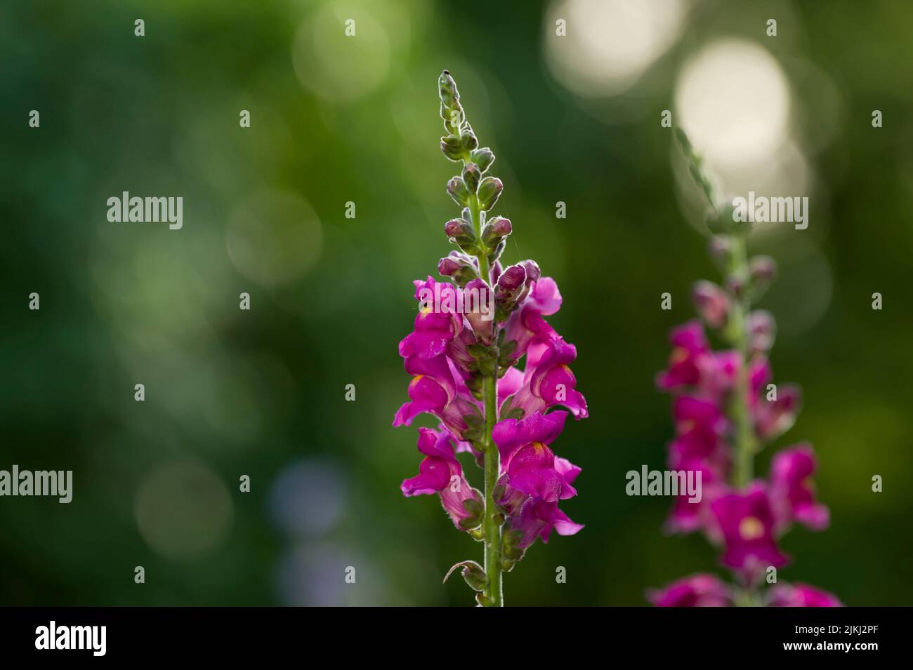 Antirrhinum rose hi-res stock photography and images - Alamy
