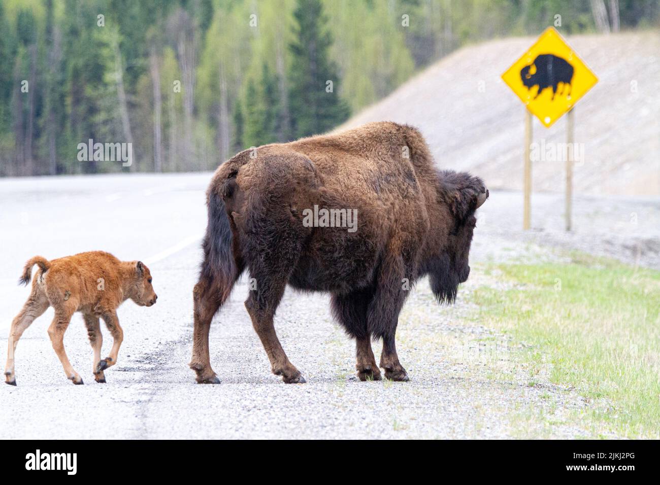 The Bison and Cow on the Alaska Highway Stock Photo - Alamy