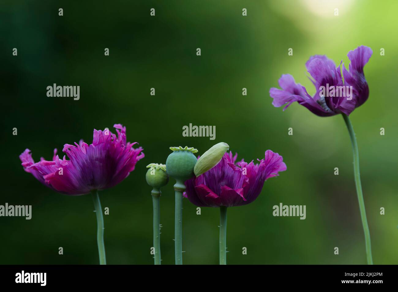 purple flowers and green seed pods of ornamental poppy (Papaver ...