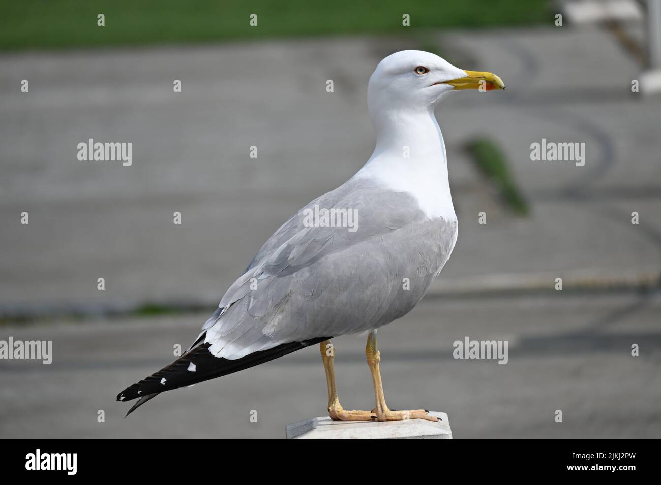 A profile shot of a gray gull resting outside Stock Photo - Alamy