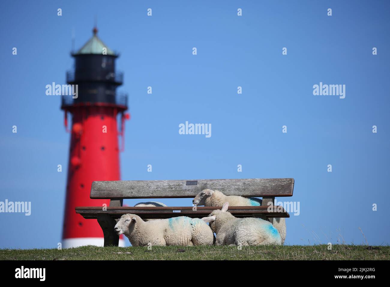 A closeup of a bench with sheep with a red lighthouse in the background ...