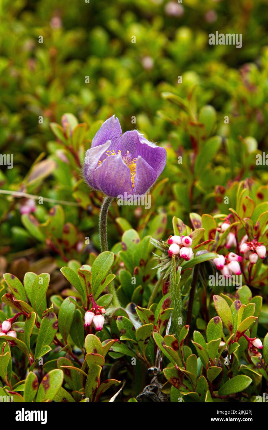 Prarie flower hi-res stock photography and images - Alamy