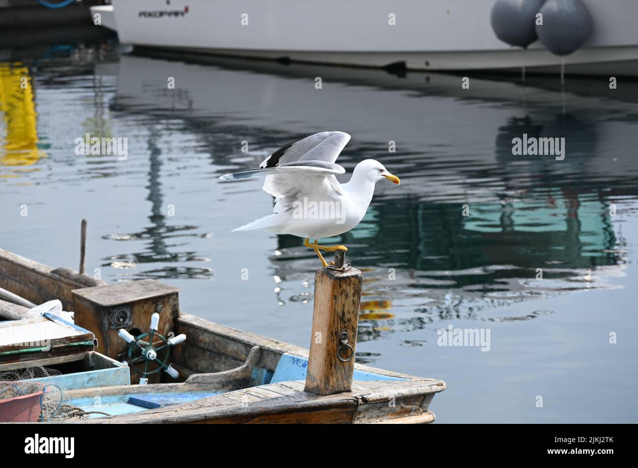 A gray seagull (seabird of the family Laridae) at the marine Stock ...