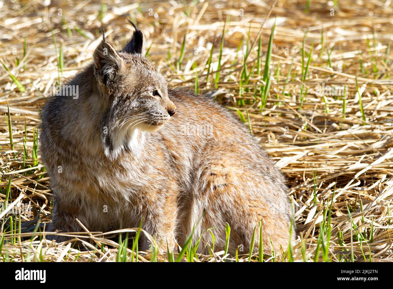 Alaska lynx hi-res stock photography and images - Alamy