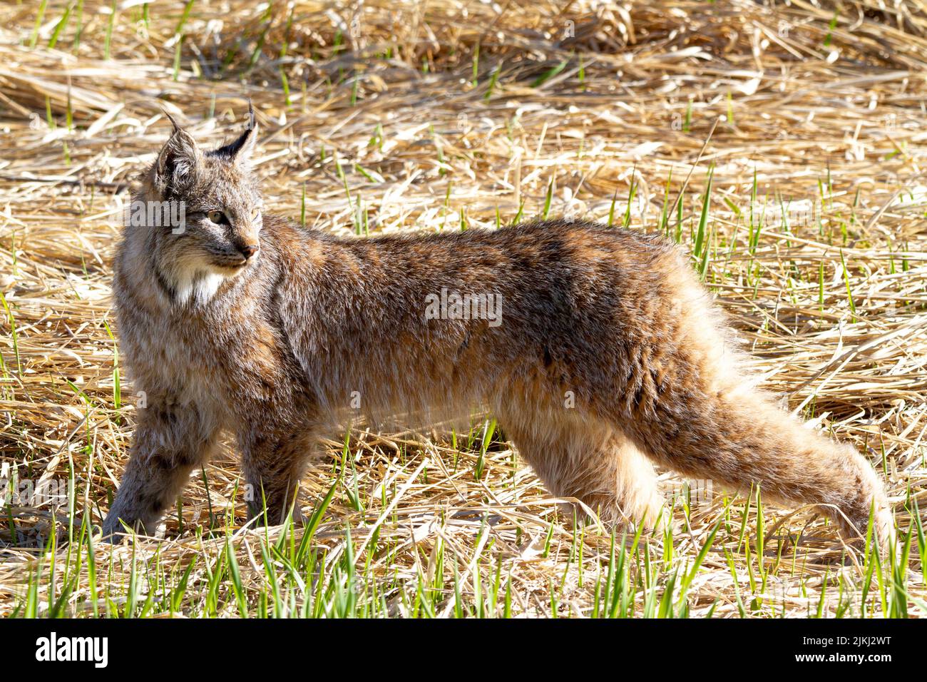 Alaska lynx hi-res stock photography and images - Alamy