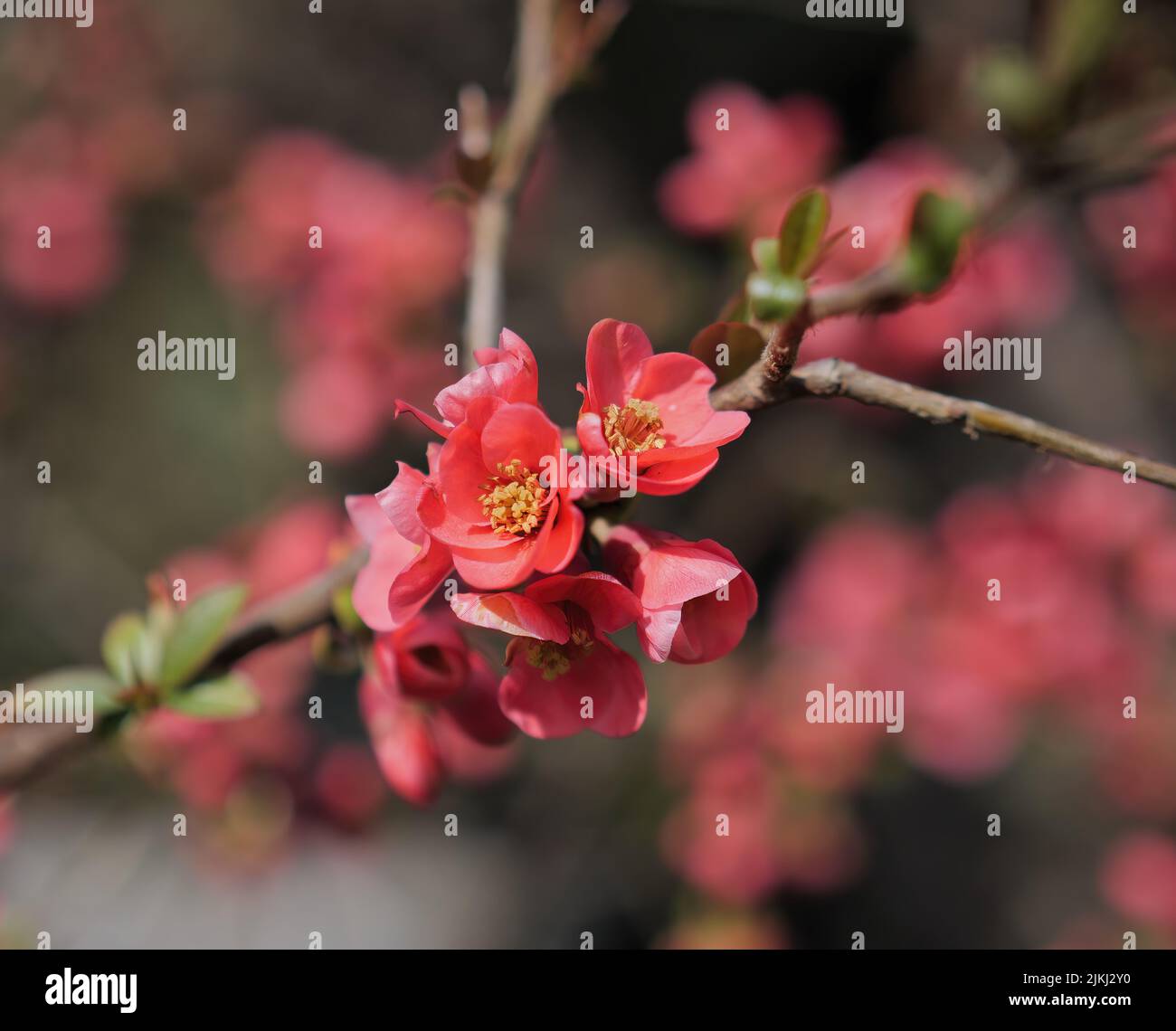 A closeup of blooming Japanese Quince buds in a garden Stock Photo - Alamy
