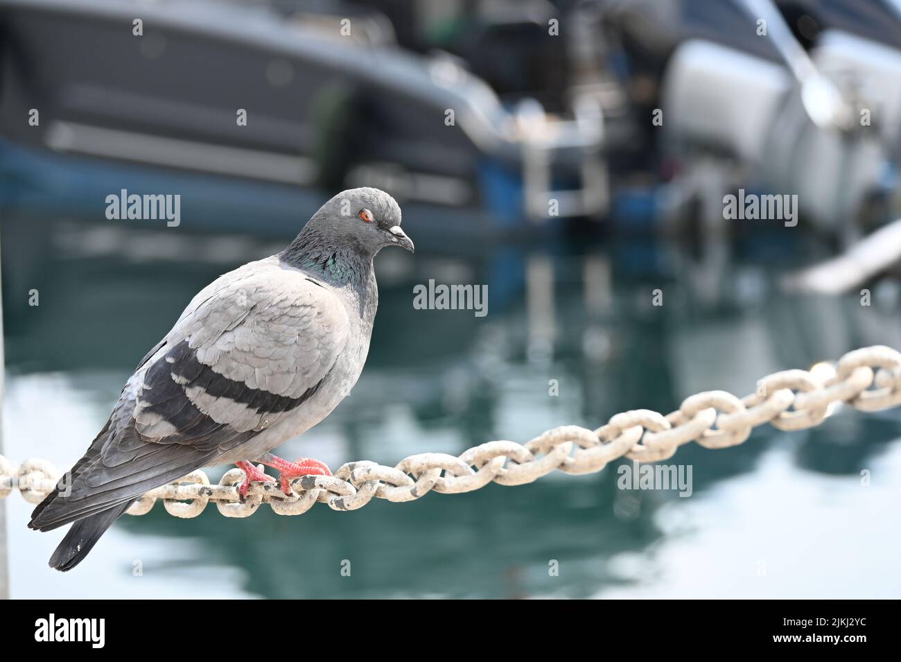 Chain migration hi-res stock photography and images - Alamy