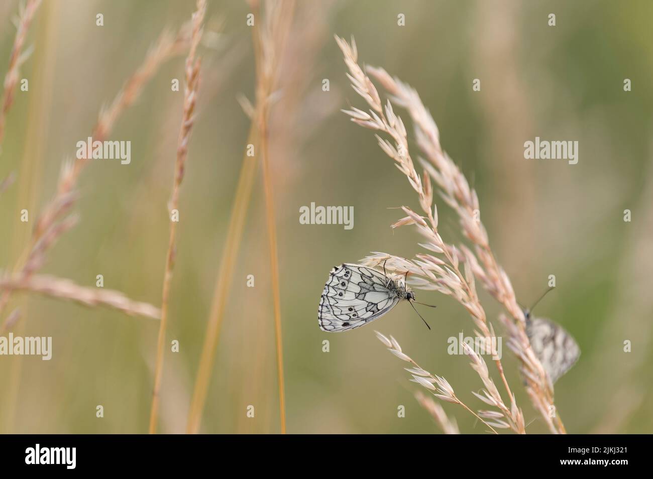 Butterfly position hi-res stock photography and images - Alamy