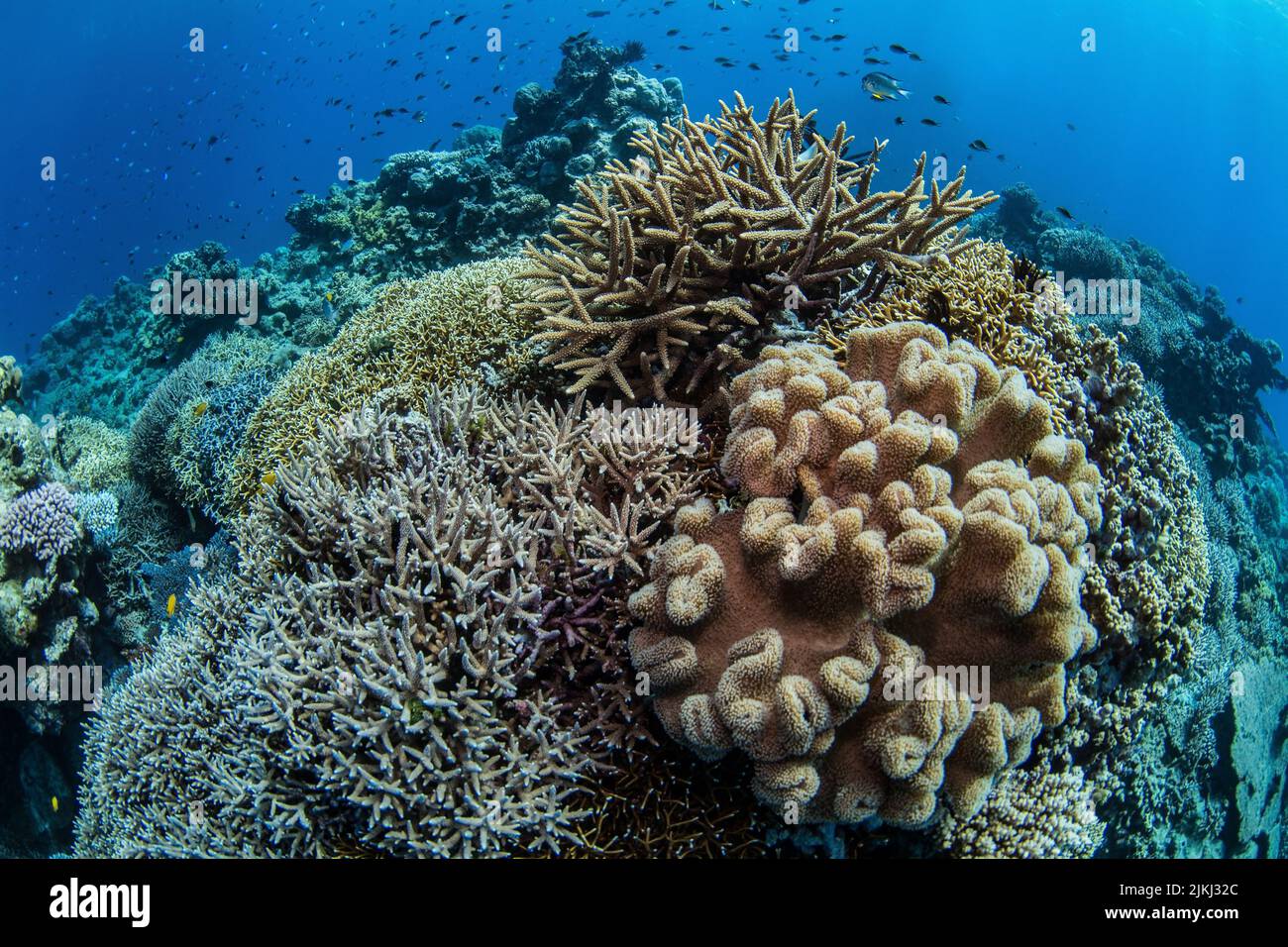Beautiful and colorful coral reef photos taken under water at the Great ...