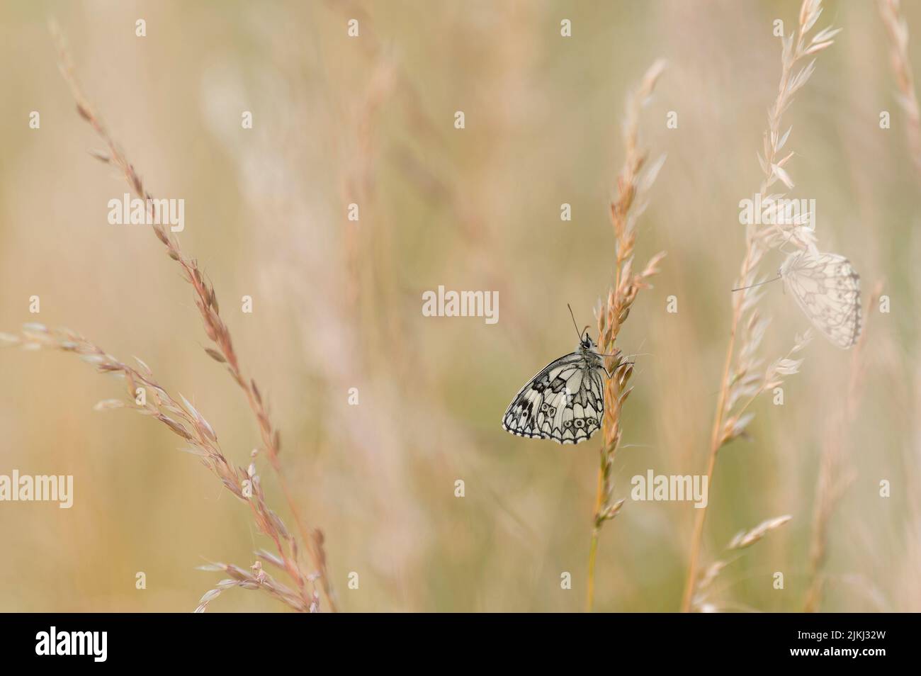 Checkerboard butterfly hi-res stock photography and images - Alamy