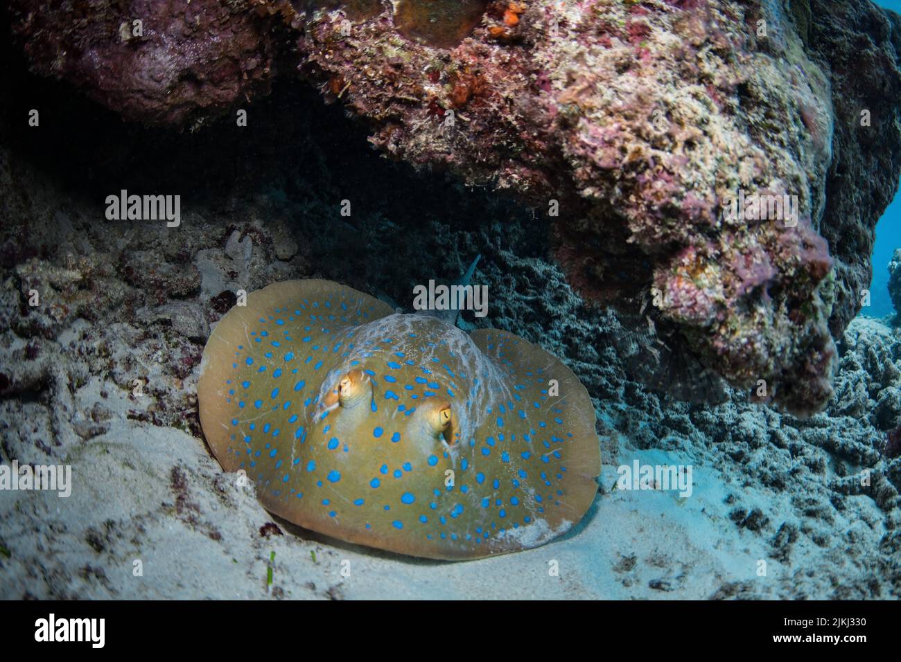 Blue spotted stingray among corals at the bottom of ocean photo taken ...