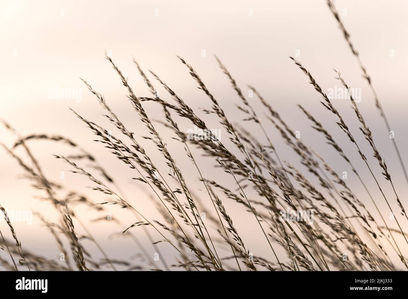 Gentle landscape of grasses hi-res stock photography and images - Alamy