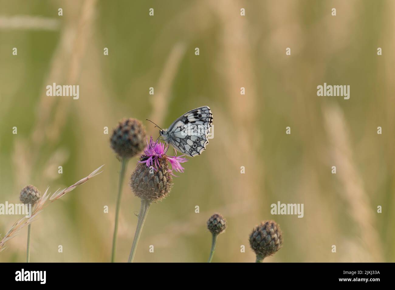 a checkerboard butterfly (Melanargia galathea) sucks nectar on a ...