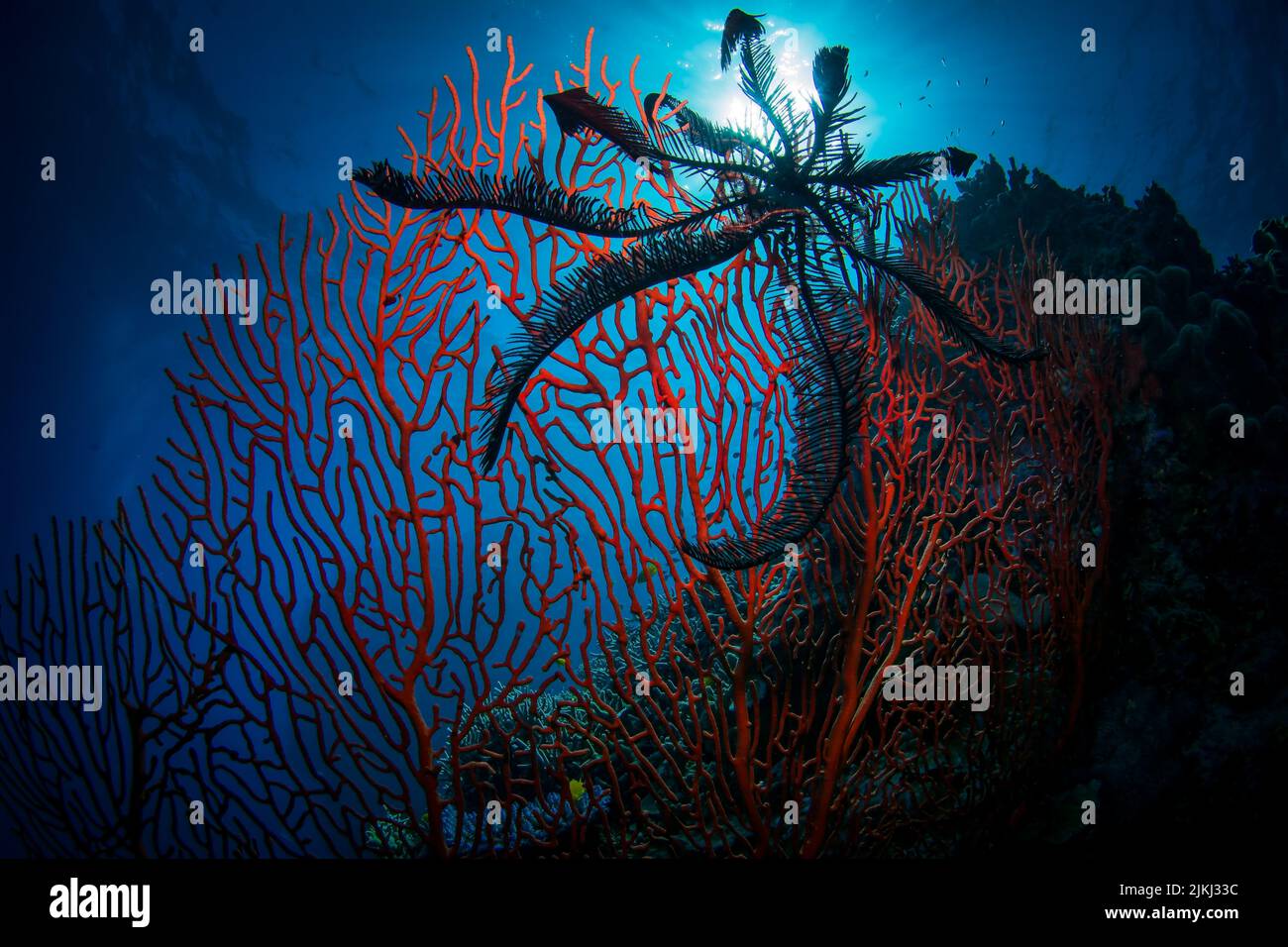 Beautiful and colorful coral reef photos taken under water at the Great ...