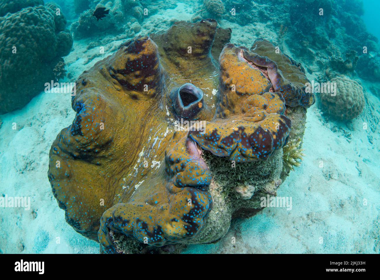 Beautiful and colorful coral reef photos taken under water at the Great ...