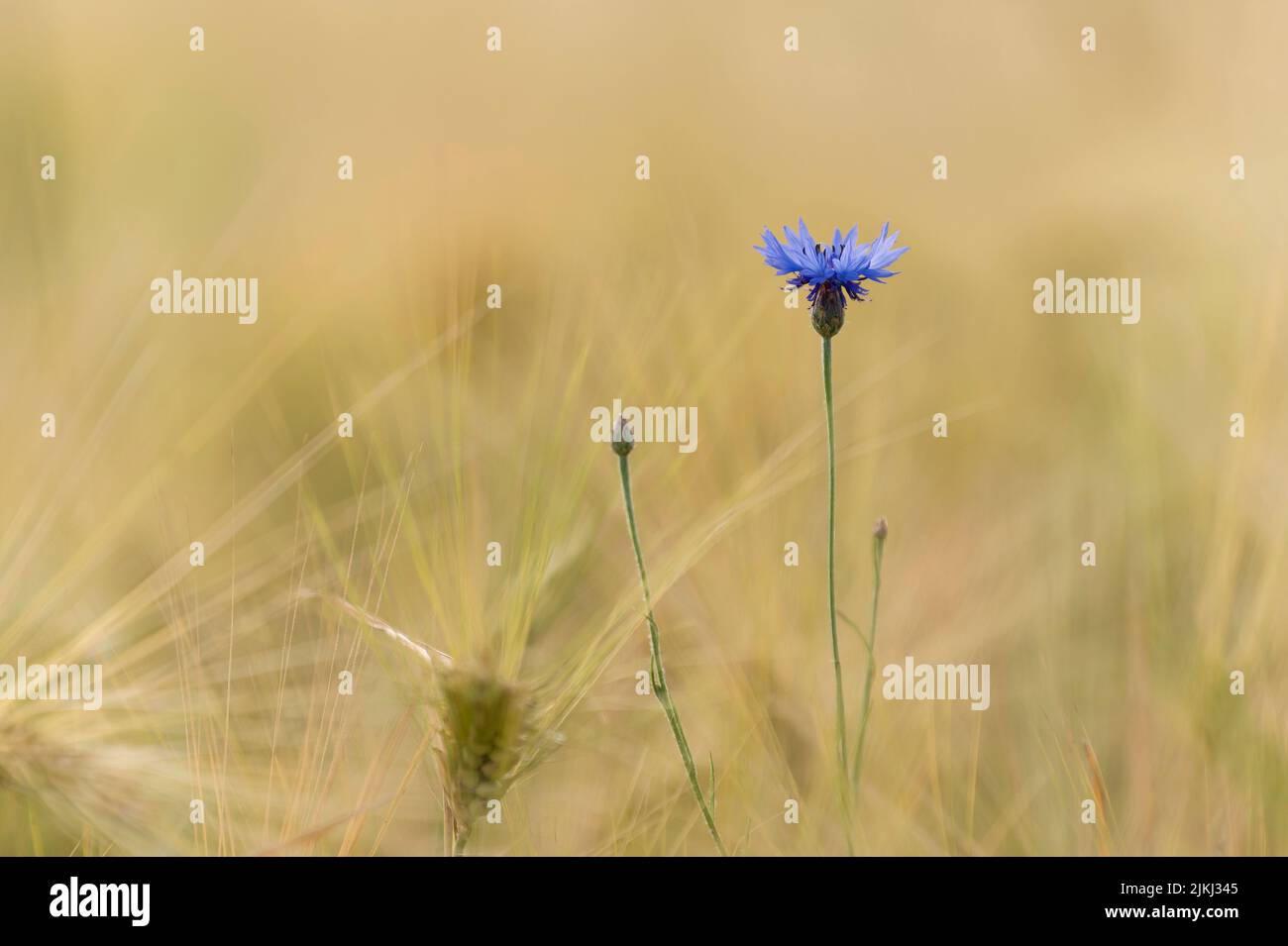 single cornflower (Centaurea cyanus) in a grain field, Germany, Hesse ...