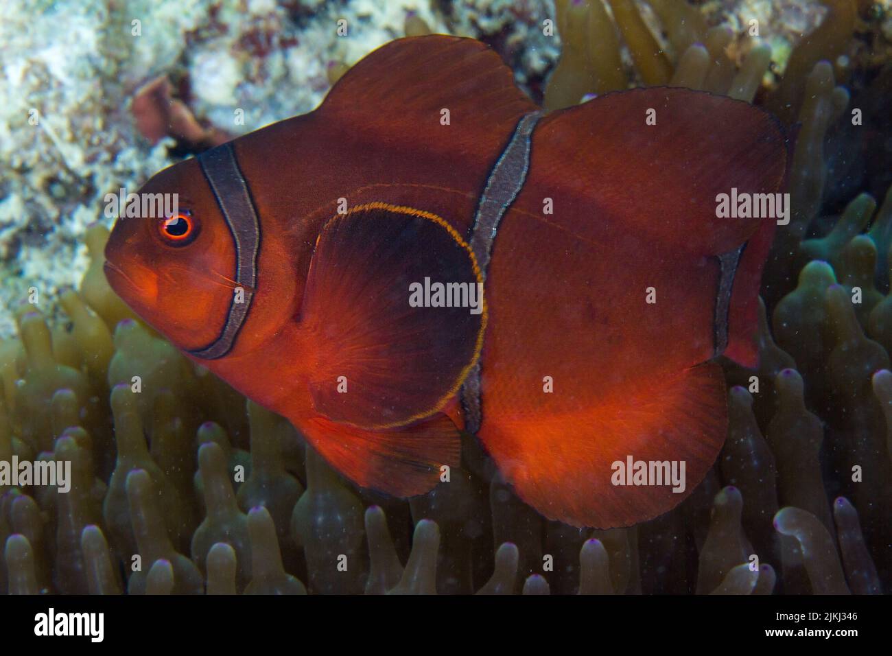 Clown fish swimming around reefs at the Great Barrier Reef, Cairns QLD ...