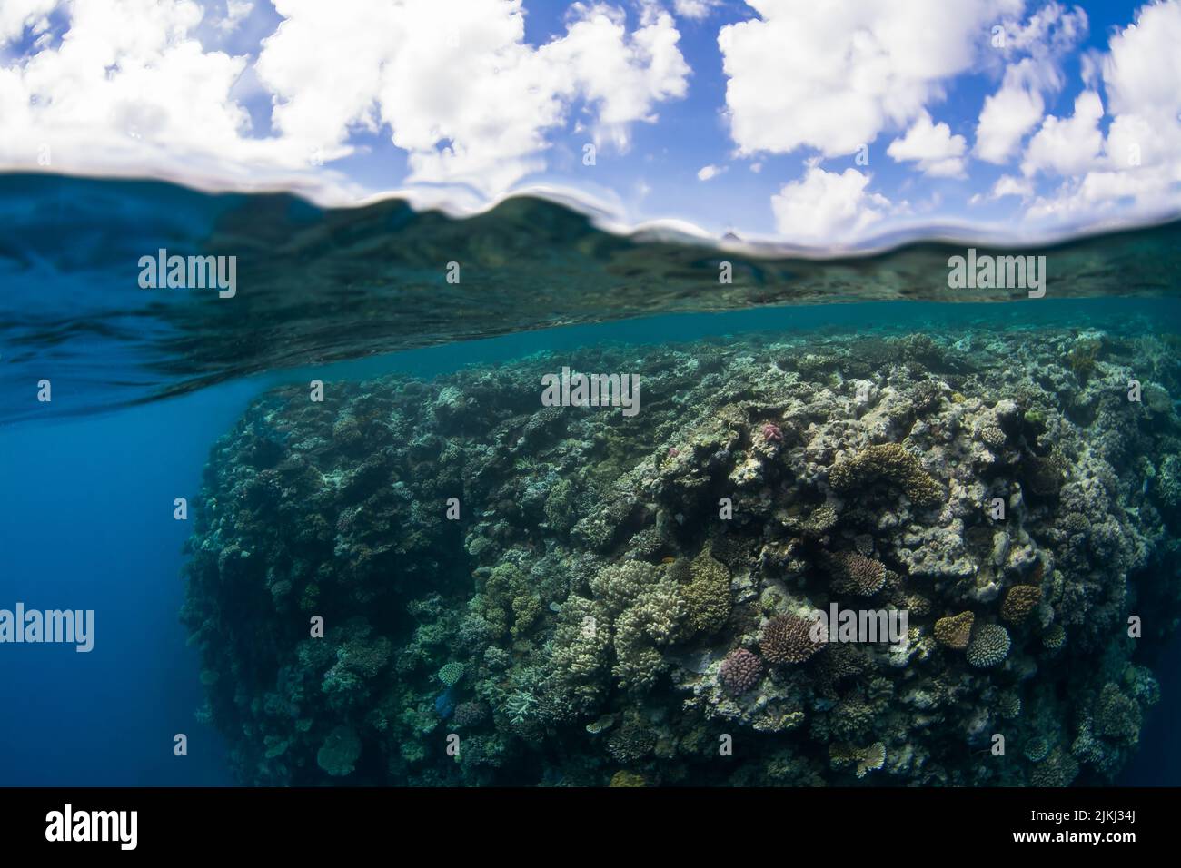 Beautiful and colorful coral reef photos taken under water at the Great ...