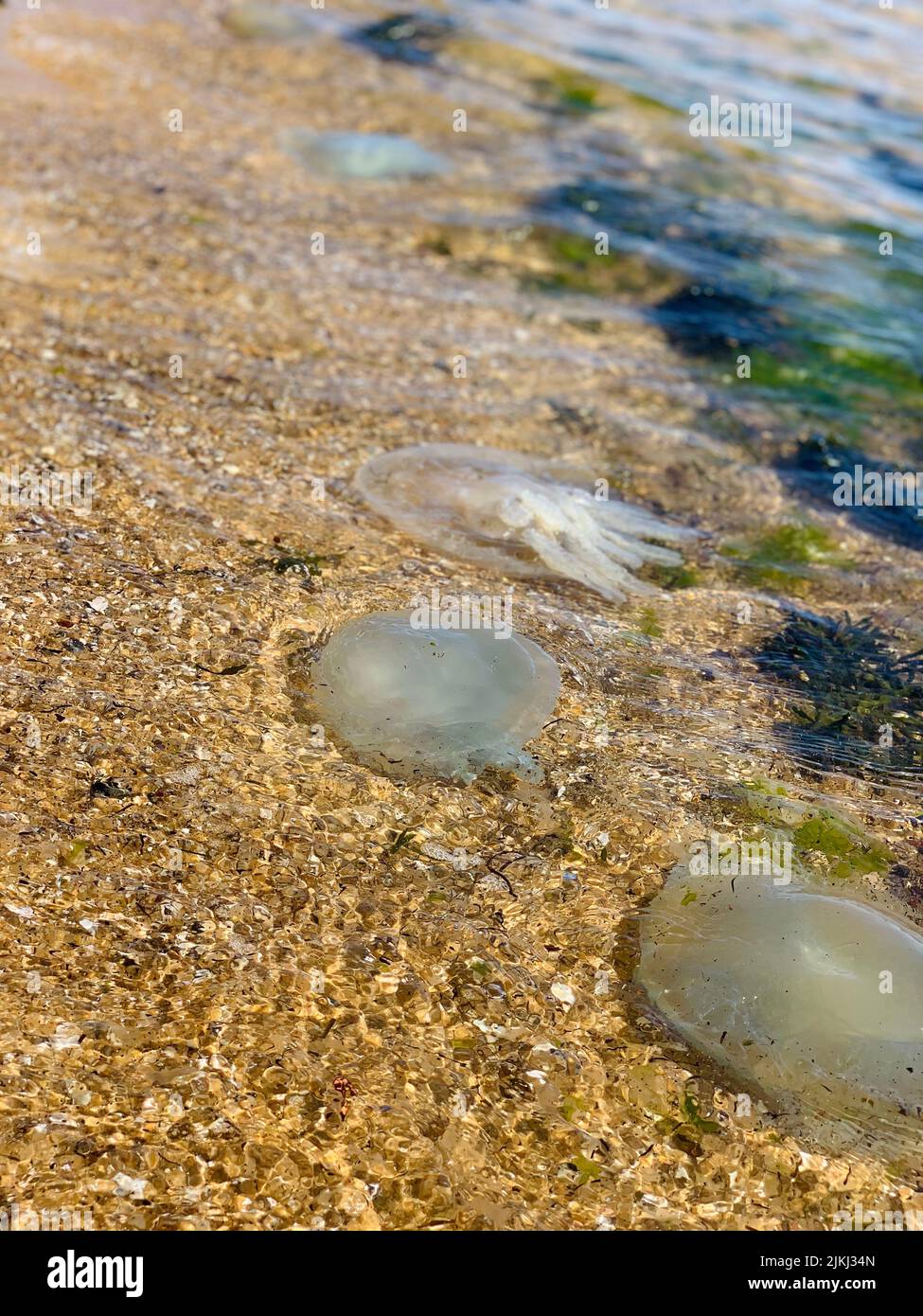 floating jellyfish on a sandy shore close up Stock Photo - Alamy