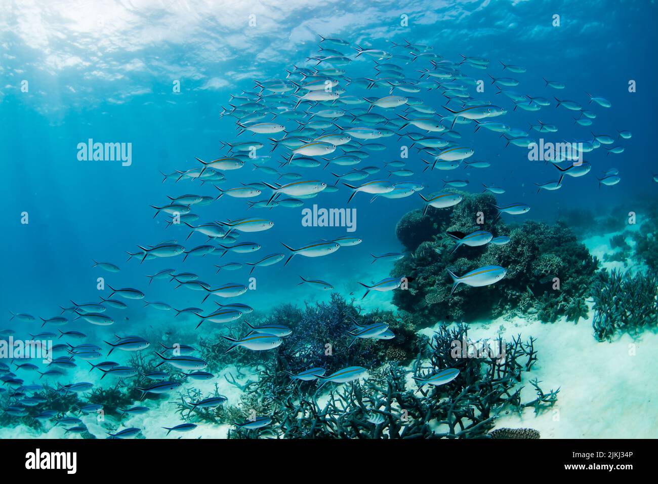 a group of fish swimming around coral reef at the Great Barrier Reef ...