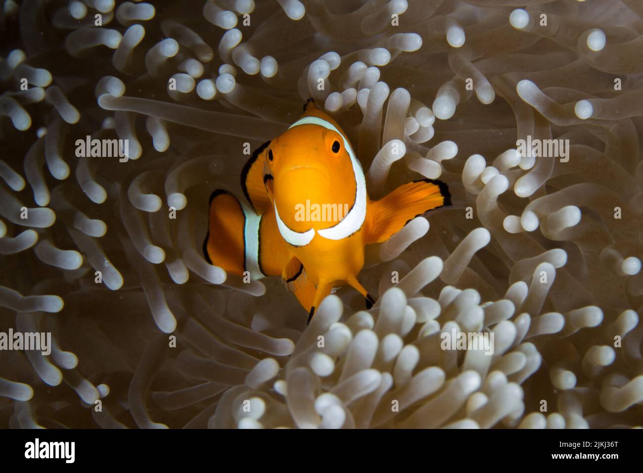 Clown fish swimming around reefs at the Great Barrier Reef, Cairns QLD ...