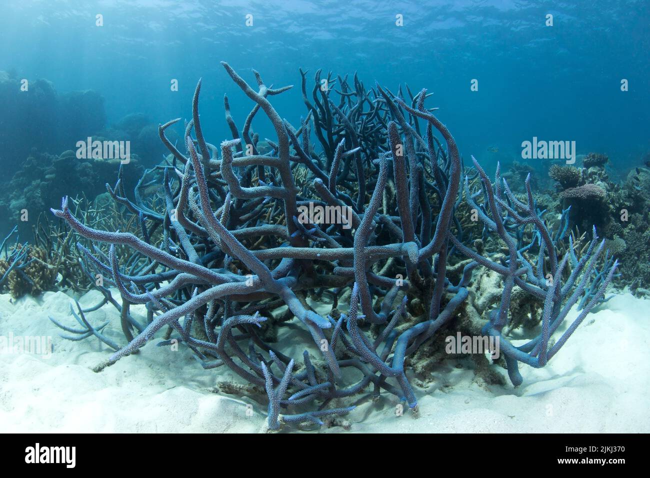 Beautiful and colorful coral reef photos taken under water at the Great ...