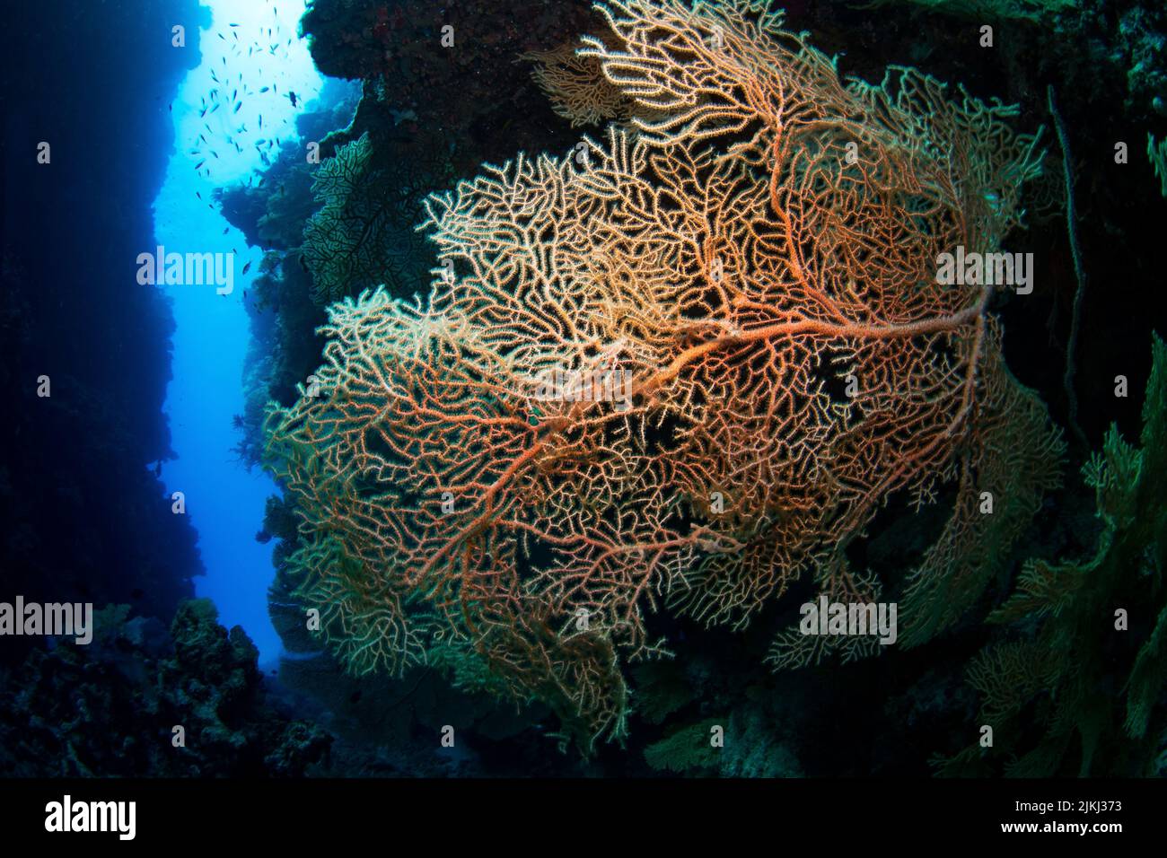 Beautiful and colorful coral reef photos taken under water at the Great ...