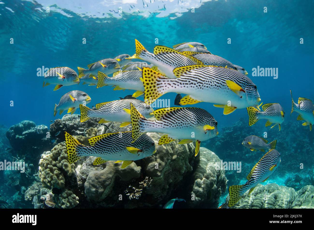 black strips and dots yellowfin Fish swimming around coral reef, photo ...
