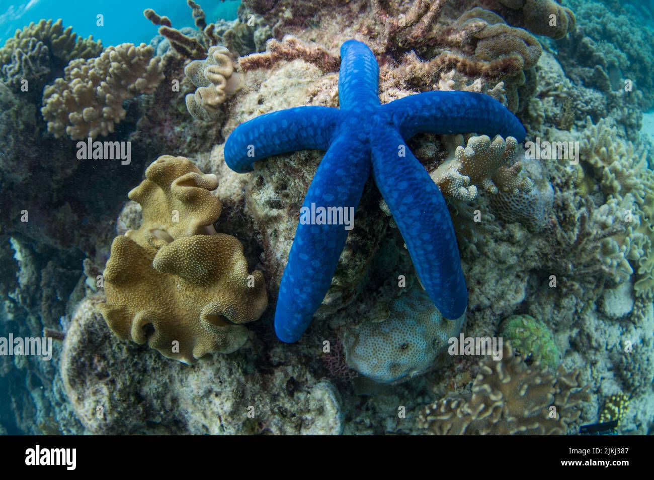 A blue starfish lying on the coral reef, photo taken under water at the ...