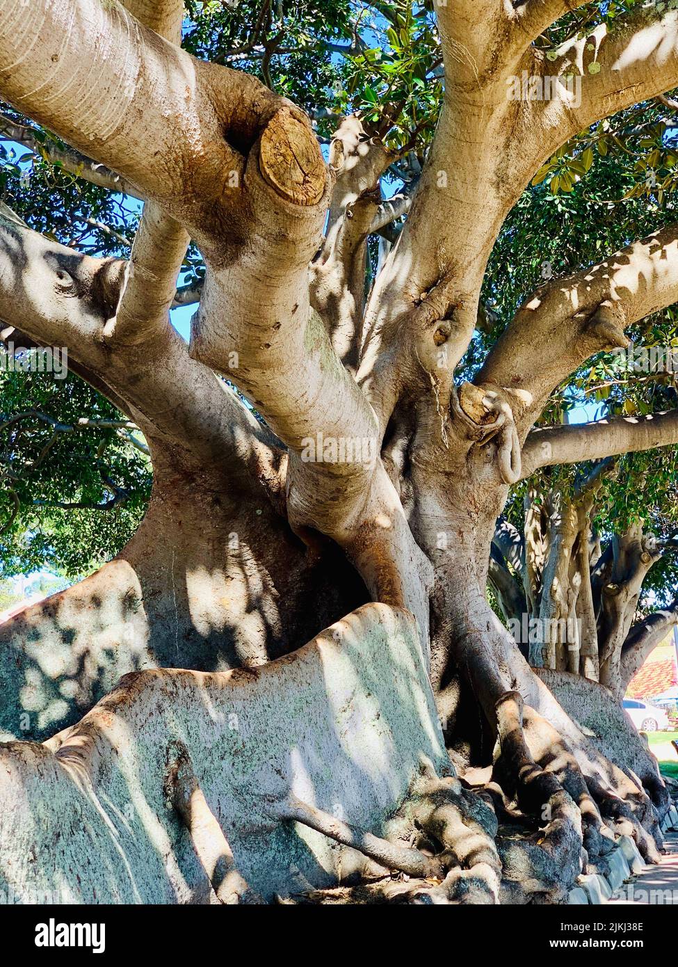 Large tall tree trunks hi-res stock photography and images - Alamy