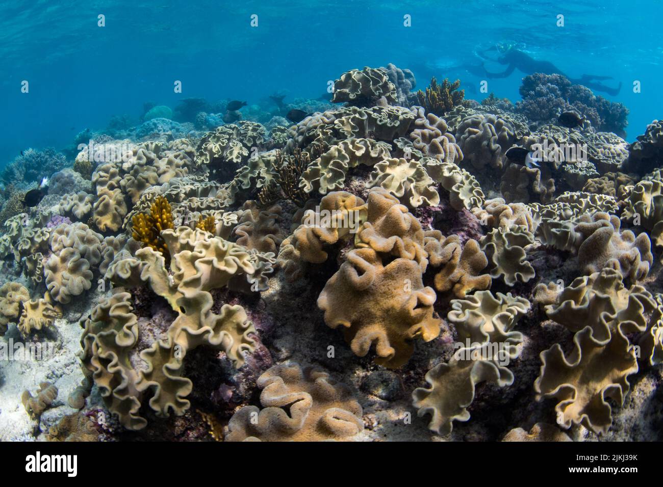 Beautiful and colorful coral reef photos taken under water at the Great ...