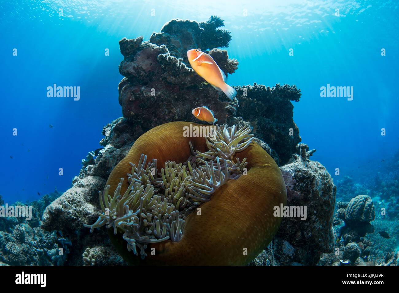 Snorkeling around coral reefs tropical hi-res stock photography and images - Alamy