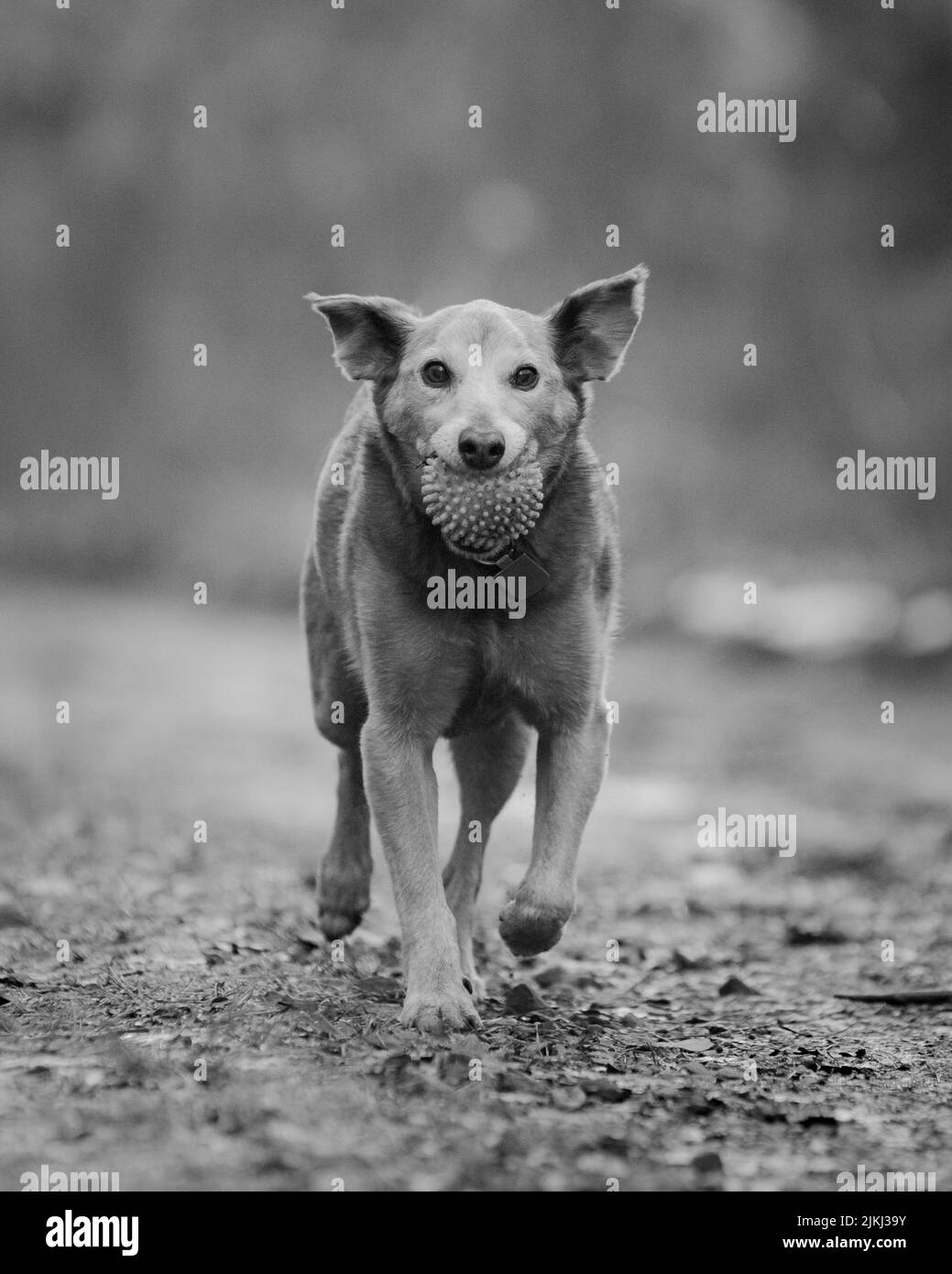 A grayscale of an adorable dog standing on the muddy ground holding a ...