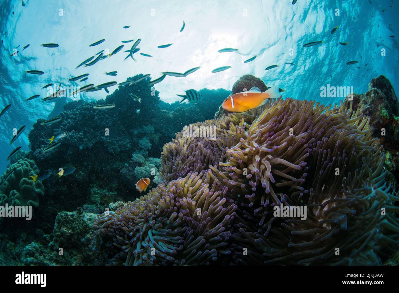 The Marine Fish - Ocellaris clownfish swimming around reefs Stock Photo ...