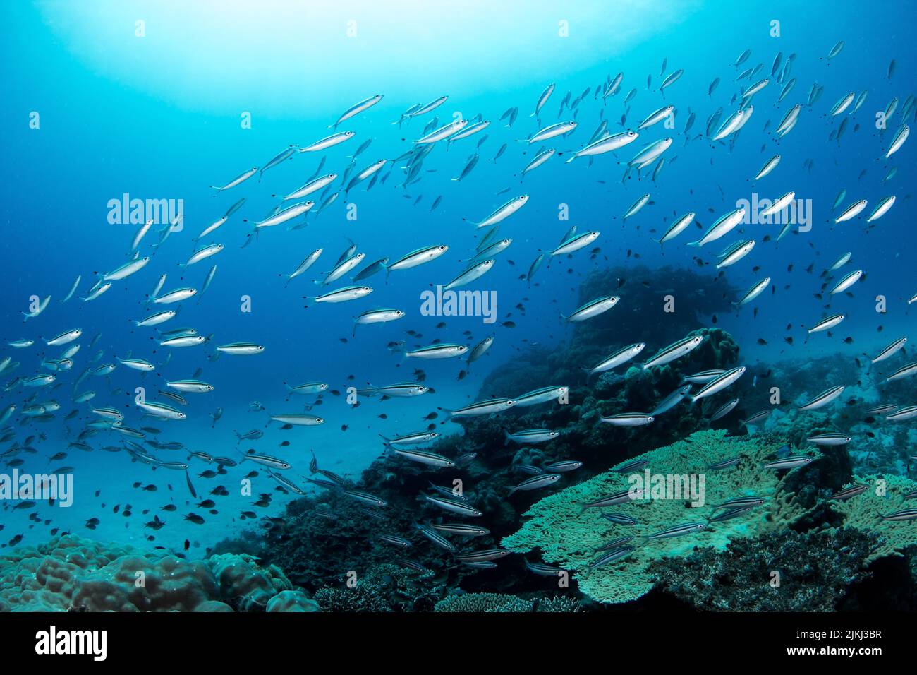 a group of fish swimming around coral reef at the Great Barrier Reef ...