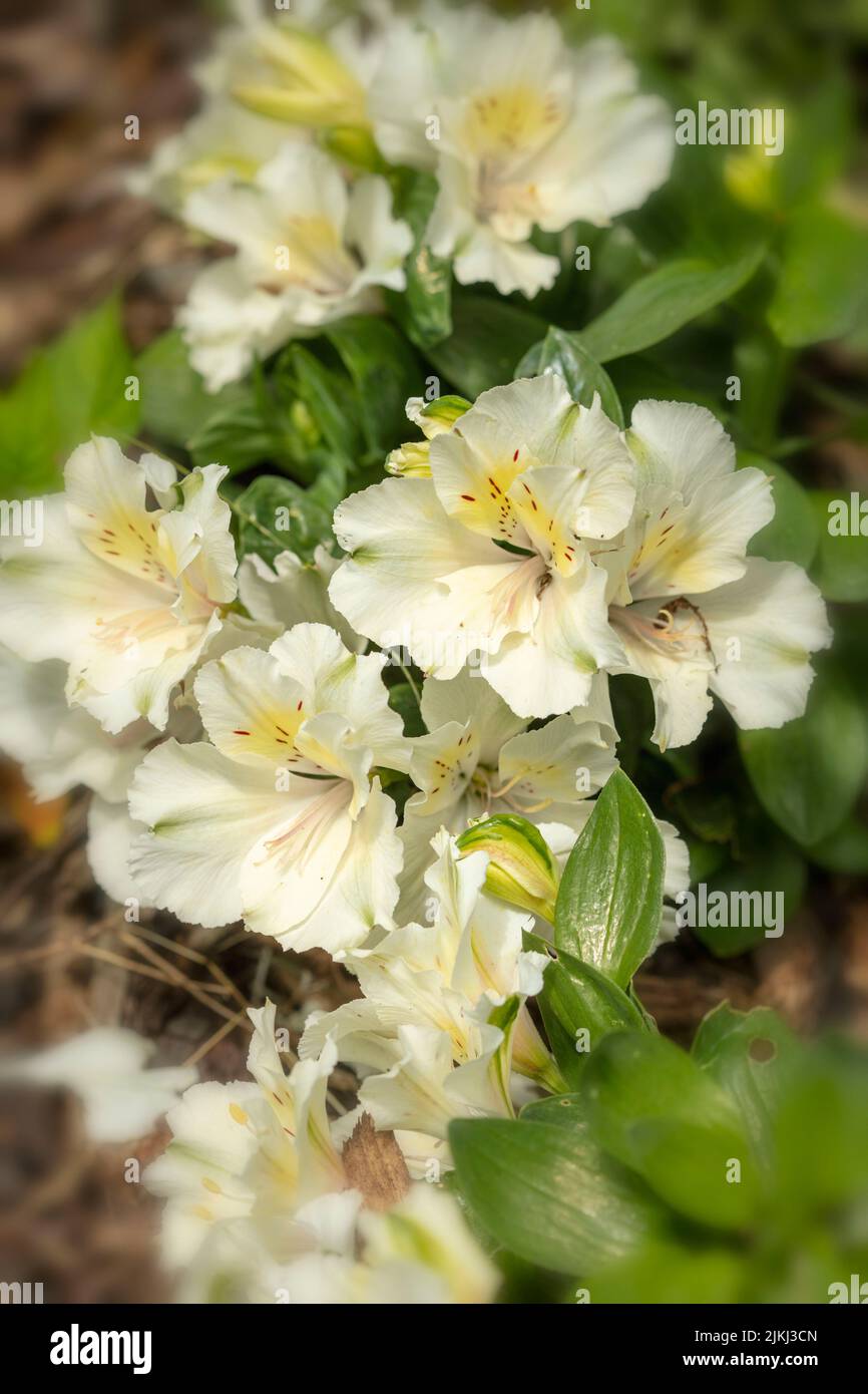 Prolific Alstroemeria Princess Claire (‘Zapriclair), Peruvian lily ...