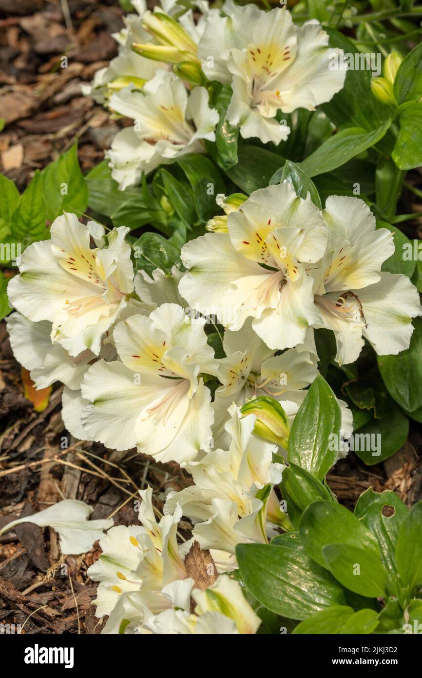 Prolific Alstroemeria Princess Claire (‘Zapriclair), Peruvian lily ...