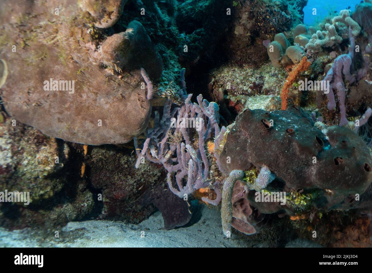 Beautiful underwater view marine life hi-res stock photography and ...