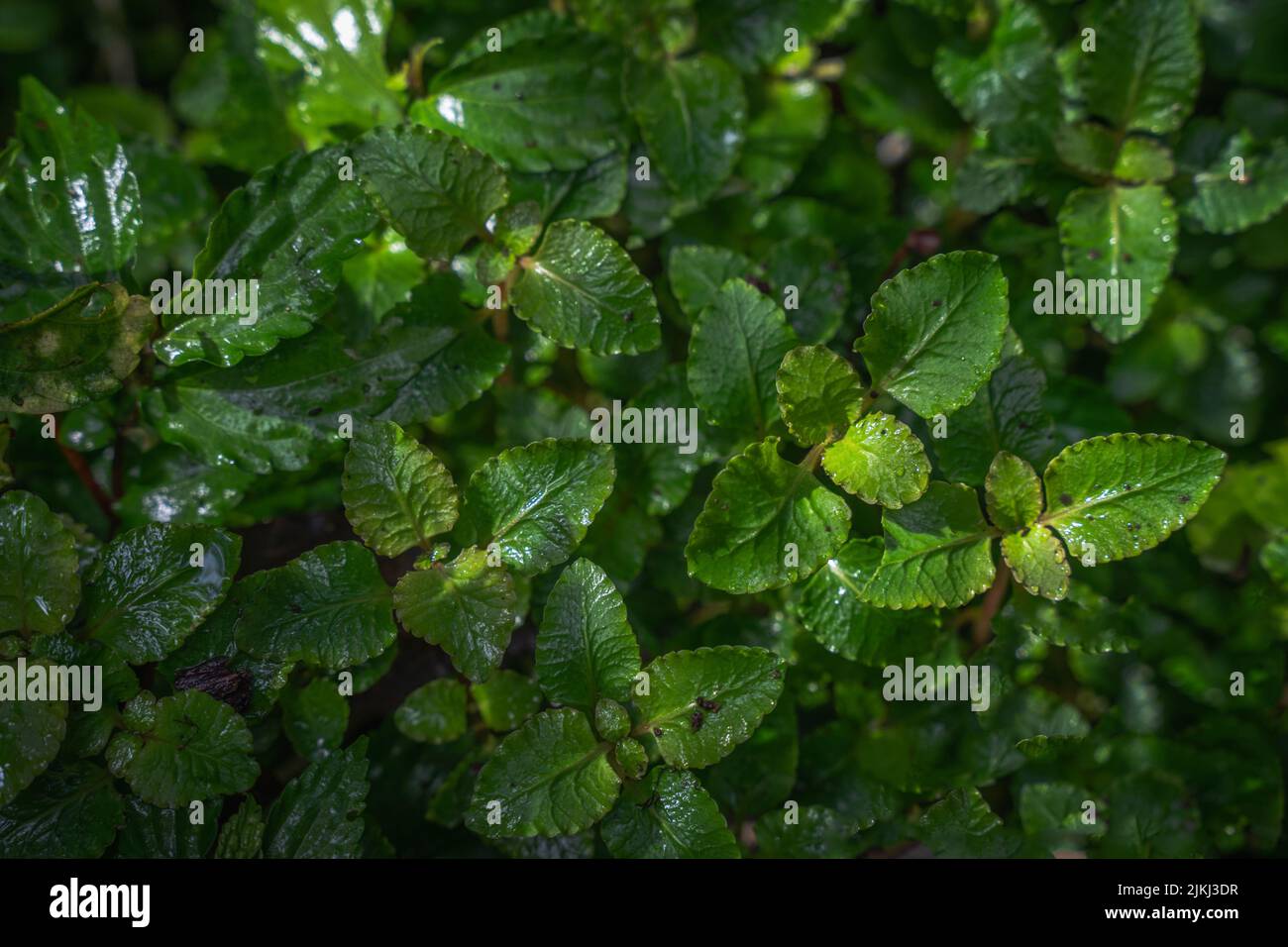 A top view of green plants covered with dewdrops and drizzle Stock ...