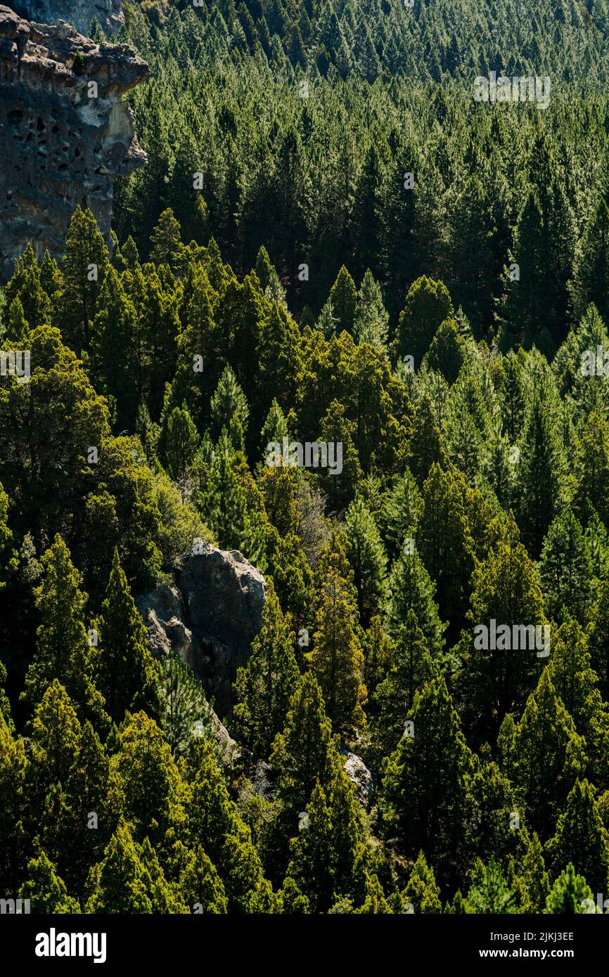 Aerial grass field in forest hi-res stock photography and images - Alamy